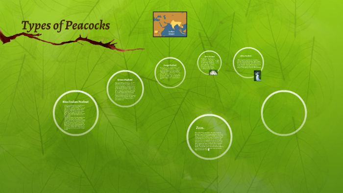 Types of Peacocks by Joshua Howard on Prezi