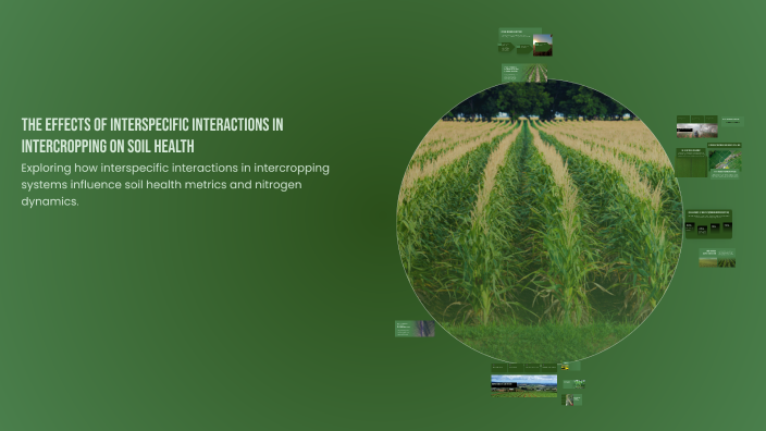 The Effects of Interspecific Interactions in Intercropping on Soil ...