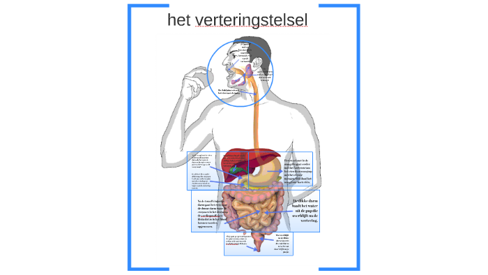 het verteringstelsel by nils fraase storm on Prezi