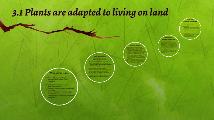 3.1 Plants are adapted to living on land by Hannah Knobel on Prezi