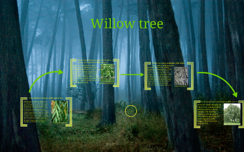 Describe the structural features of the willow tree by Alison Craven on ...