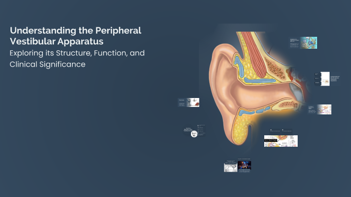 Understanding the Peripheral Vestibular Apparatus by Omkar Gaikwad on Prezi