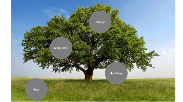 levels of the forest by Jawad saleh on Prezi