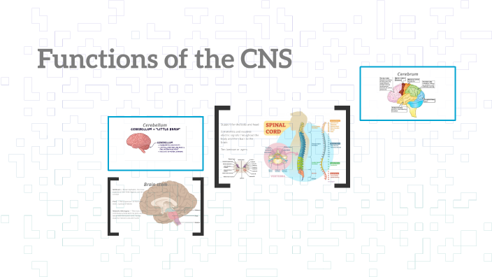 Functions of the CNS by philippe ritzen on Prezi