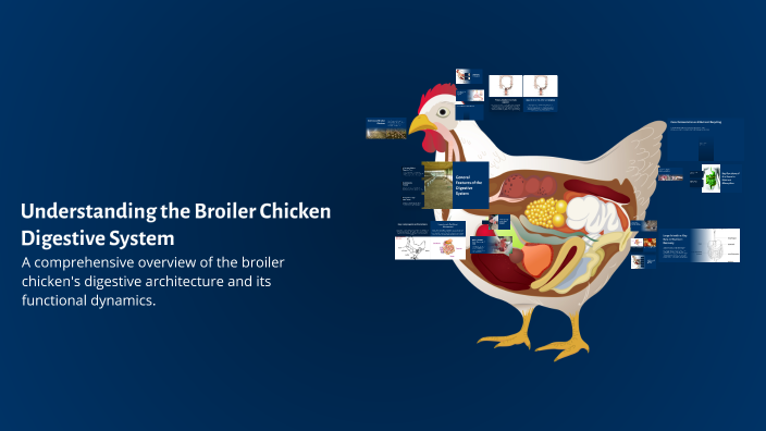 Understanding the Broiler Chicken Digestive System by JAY PANTI on Prezi