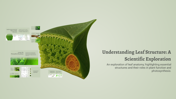 Understanding Leaf Structure: A Scientific Exploration by ilah js on Prezi