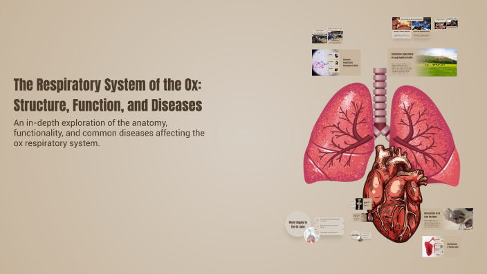 The Respiratory System of the Ox: Structure, Function, and Diseases by ...
