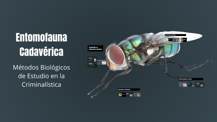Entomofauna Cadavérica by ANDREA RAMIREZ MONTER on Prezi