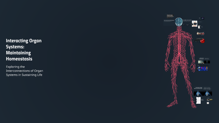 Interacting Organ Systems: Maintaining Homeostasis by Salah Adel on Prezi