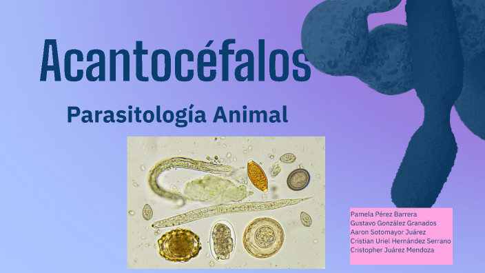 Acantocefalos by Pamela Perez Barrera on Prezi