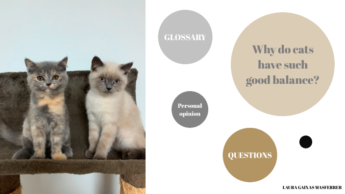 Why do cats have such good balance? LAURA GAIXAS by LAURA GAIXAS on Prezi