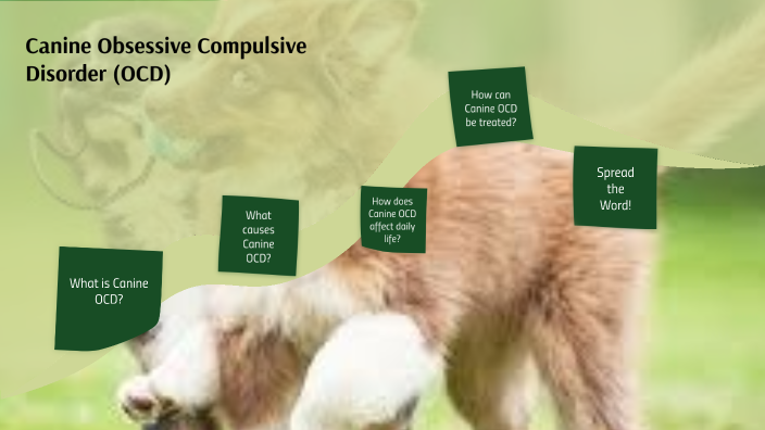 Canine Obsessive Compulsive Disorder (OCD) by Mya Brown on Prezi