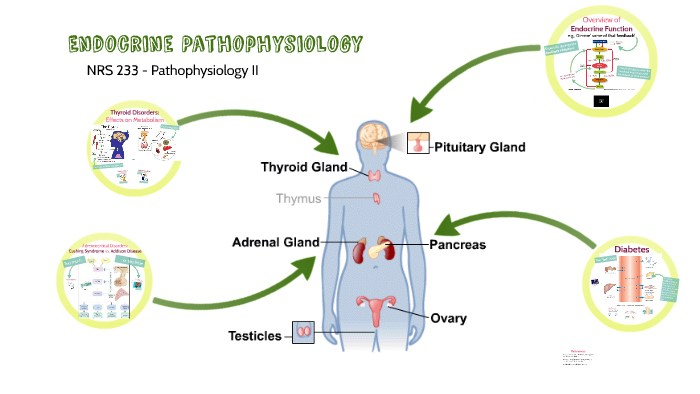 Endocrine Pathophysiology by Katrina Dielman on Prezi