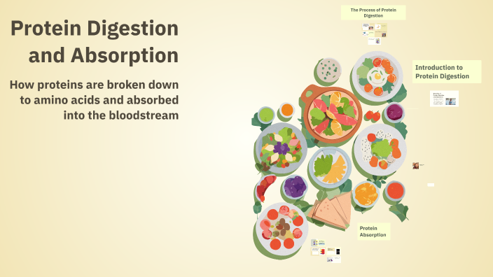 Protein Digestion and Absorption by Christine Dobrowolski on Prezi