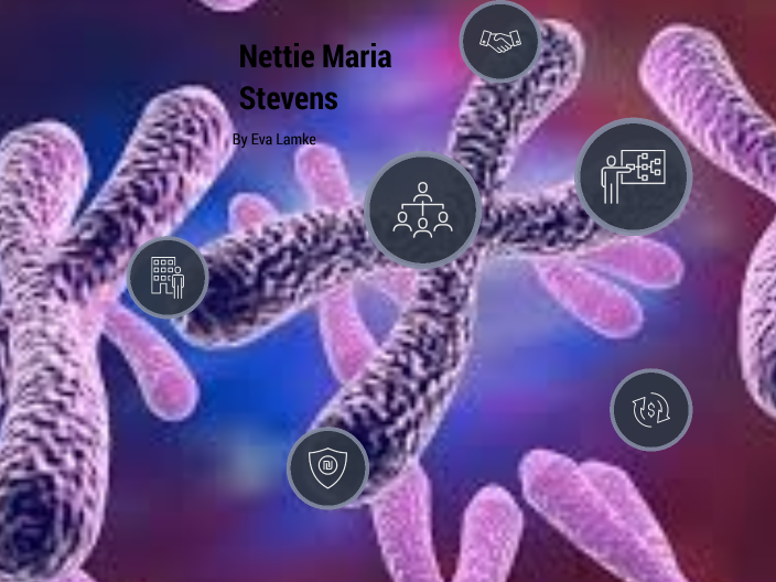 Nettie Maria Stevens Life by Eva Lamke on Prezi