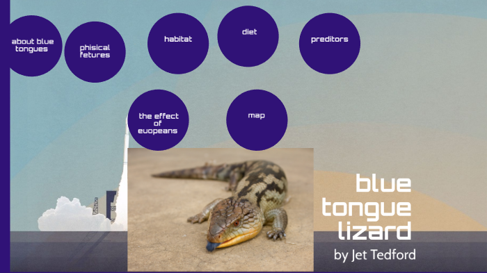 Blue tongue lizard by jet t on Prezi