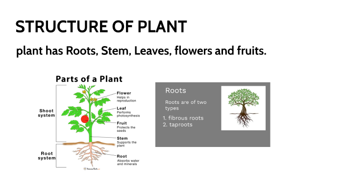 structure of a plant by 48 F. Y. B. Ed Iram Siddiqui on Prezi