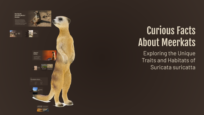 Curious Facts About Meerkats by joc castiklo on Prezi