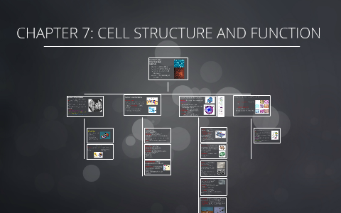 CHAPTER 7: CELL STRUCTURE AND FUNCTION by Skipper Thurman