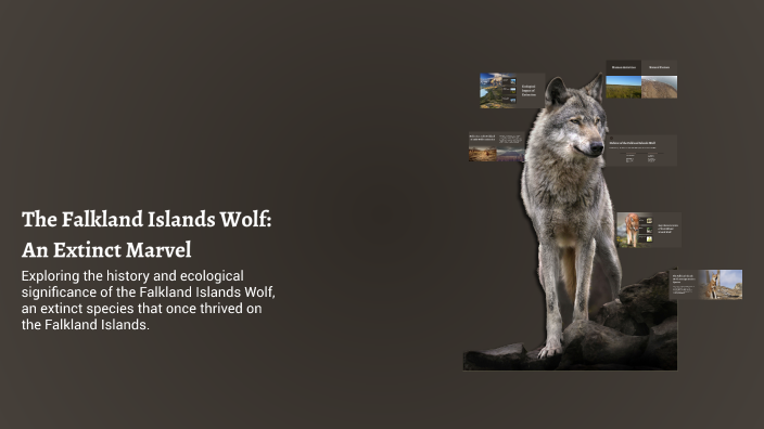 The Falkland Islands Wolf: An Extinct Marvel by Juan Tucznio on Prezi