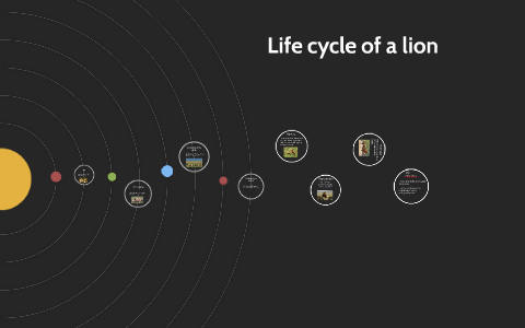 Life cycle of a lion by ziyad kendoussi on Prezi