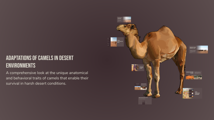 Adaptations of Camels in Desert Environments by Soo S on Prezi