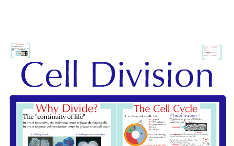 AP Bio - Cell Cycle 1: Mitosis by Jessica Gregerson on Prezi