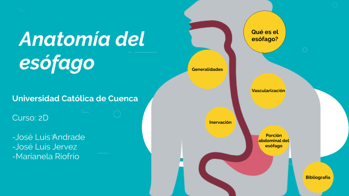Anatomía del esófago by Jazmín Illescas on Prezi
