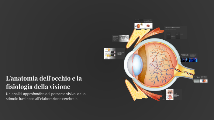 L'anatomia dell'occhio e la fisiologia della visione by federica de ...