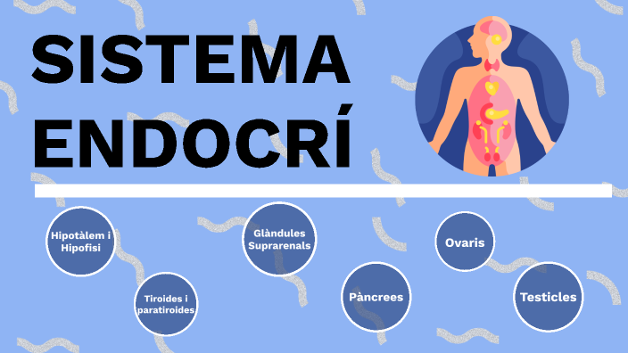 SISTEMA ENDOCRI by Daniela Cruz on Prezi