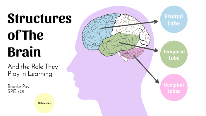 Structures of the Brain and Their Role in Learning by Brooke Pav on Prezi