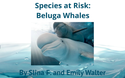 Species at Risk Project: Beluga Whales by Emily Walter on Prezi