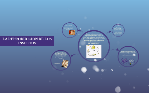 LA REPRODUCCIÓN DE LOS INSECTOS by Angelik Albus on Prezi