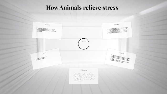 How Animals relieve stress by Megan Fenner on Prezi