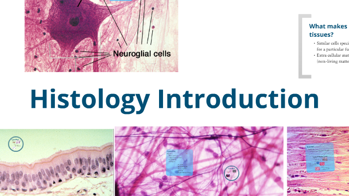 Histology Intro by Tim Gager on Prezi