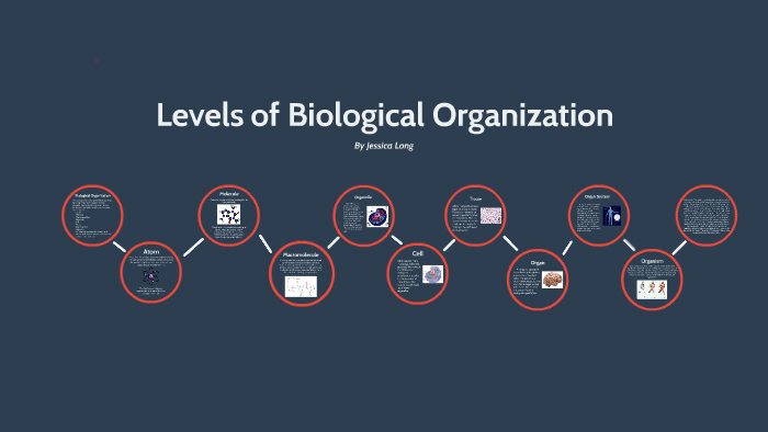 Levels of Biological Organization by Jessica Long on Prezi