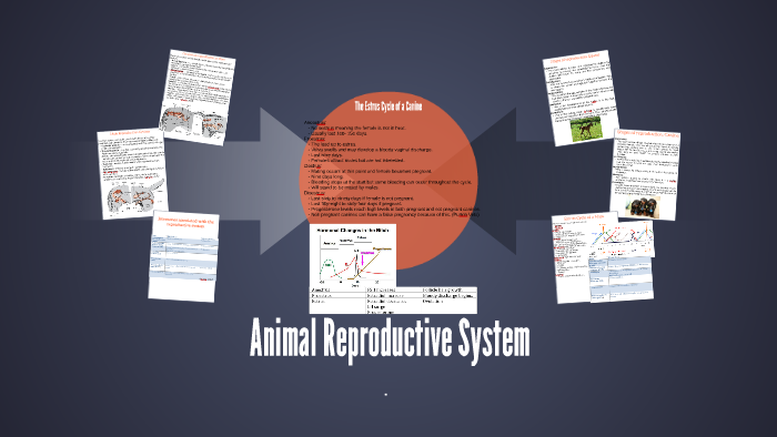 Animal Reproductive System by Isobel Riley on Prezi
