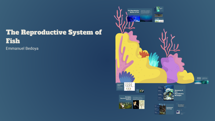 The Reproductive System of Fish by Emmanuel Bedoya Hoyos on Prezi