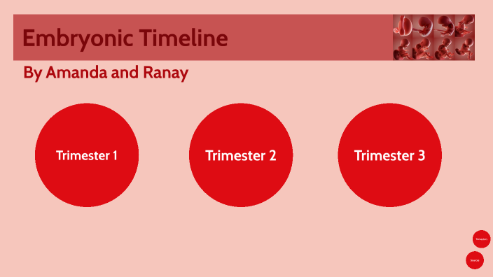 Embryology Timeline - Amanda and Ranay by Ranay Fox on Prezi