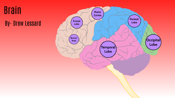 Celebrity Brain Project by DREW 0204541 on Prezi