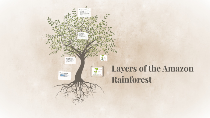 Layers of the Amazon Rainforest by Monica Graffunder on Prezi