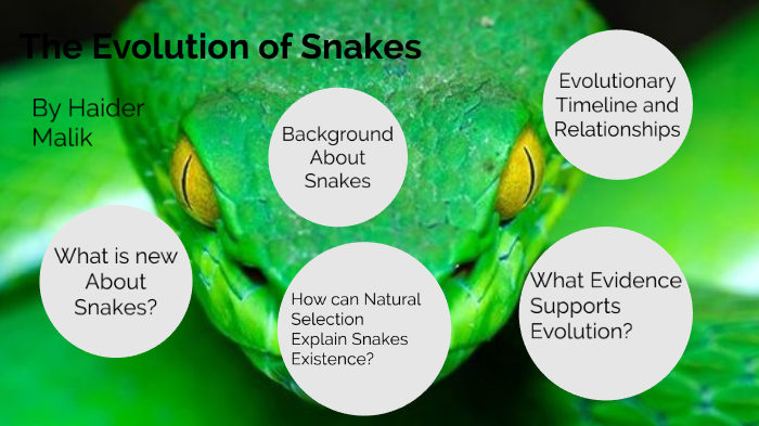 Evolution of Snakes by Haider Malik on Prezi
