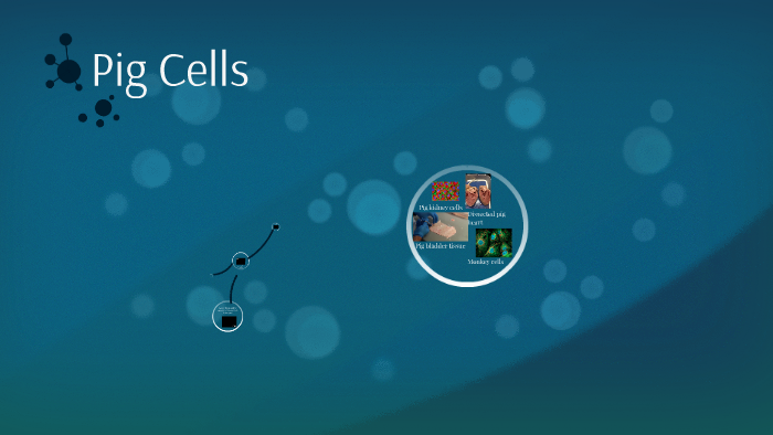 Pig Cells by Aj Horton on Prezi