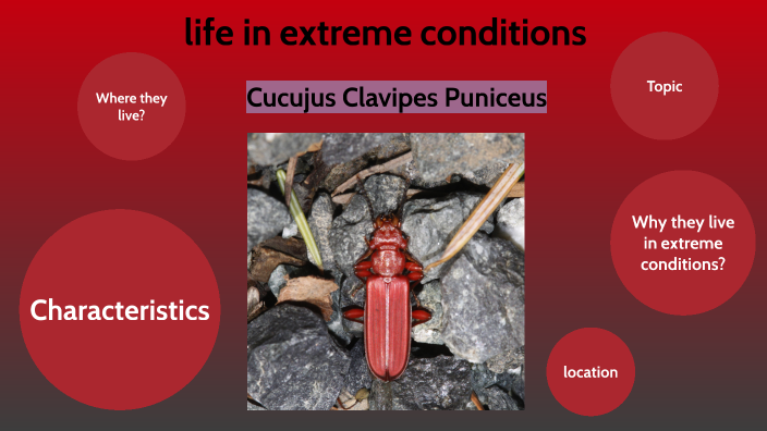 life in extreme conditions by lucas danés on Prezi