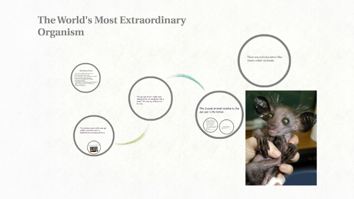 The World's Most Extraordinary Organism by mckenna bickel on Prezi