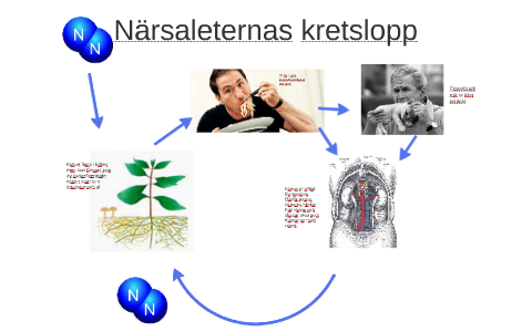 Närsaleternas kretslopp by Joel Wikström on Prezi