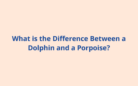 Differences - Dolphin vs Porpoise by Matthew Z on Prezi
