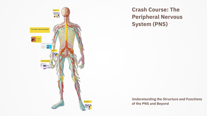 Crash Course: The Peripheral Nervous System (PNS) by Josue Lino on Prezi