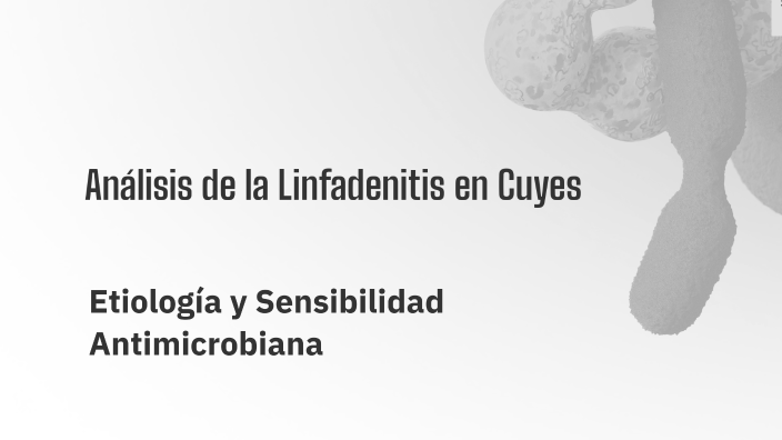 Análisis de la Linfadenitis en Cuyes by Aracely Tovar on Prezi