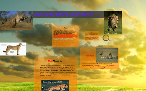 WHY ARE CHEETAHS SO FAST? by Merritt Woods on Prezi